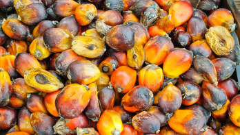 Foodbusiness.nl - Eetbare oliën