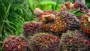 Foodbusiness.nl - Eetbare oliën