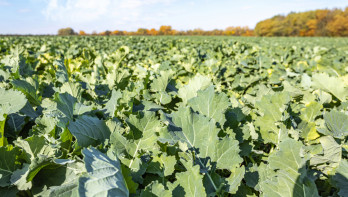 Foodbusiness.nl - Tarwe