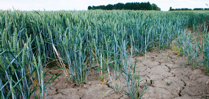 Foodbusiness.nl - Soja