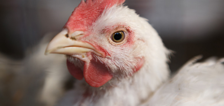 Laatste supermarkt stapt over op Beter Leven-kip - Nieuws Kip ...