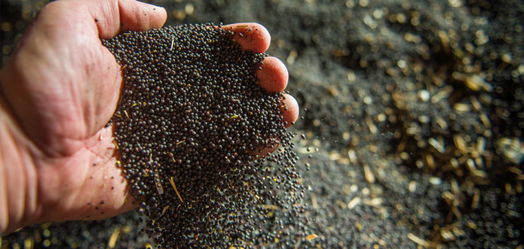 Exportprijs koolzaadolie gaat mee de hoogte in - Analyse Koolzaadolie ...