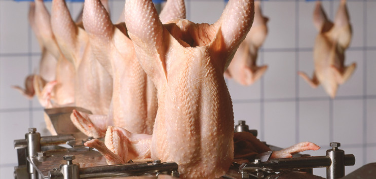 Eén-ster kip, unieke kans voor Poolse pluimveesector - Achtergrond Kip ...
