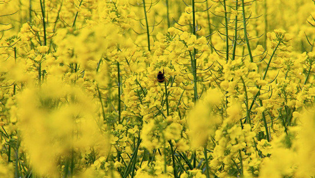 Canadese koolzaadoogst weegt zwaar op de prijs - Analyse Koolzaad ...
