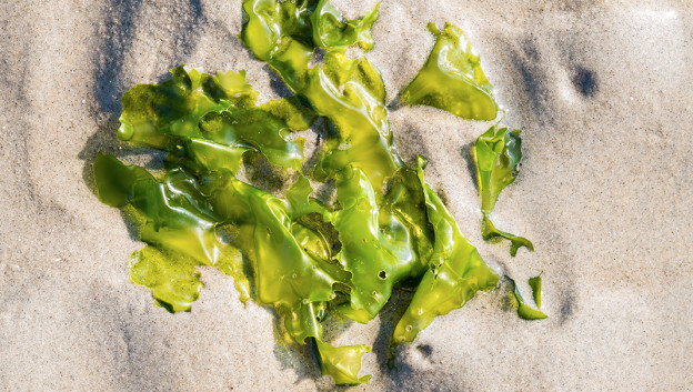 'In 2050 behoorlijk ver met zeewier als eiwitbron' - Interview ...